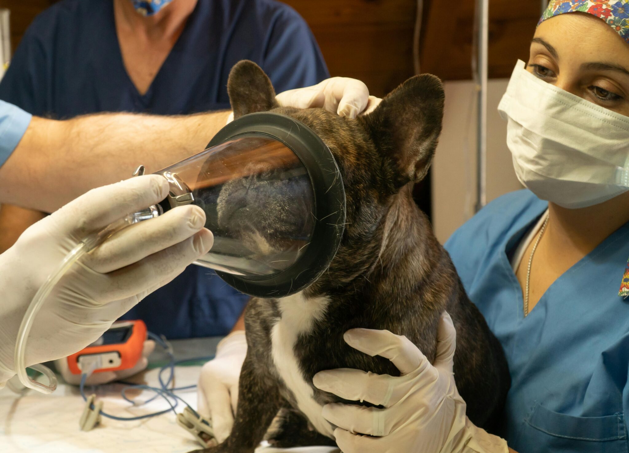Evidence-Based Veterinary Nursing: Integrating Science and Compassion ...